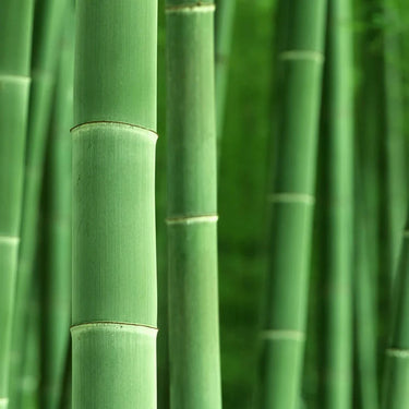 15 Fun Facts about Bamboo | Did you know? – Miik